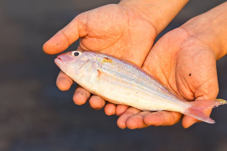 344 Guy Eating Fish Stock Photos - Free & Royalty-Free Stock Photos ...
