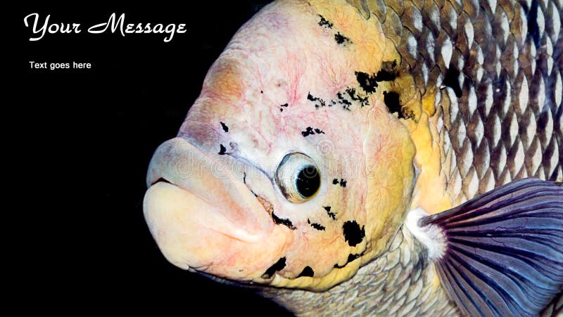 Fish with your message stock photo. Image of close, saltwater - 59745962