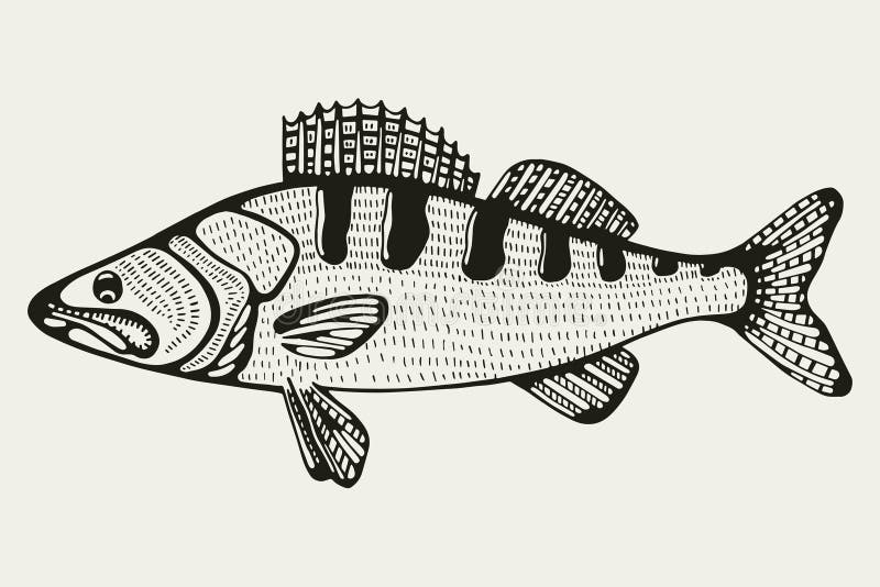 Fish Zander. drawing stock illustration. Illustration of isolated ...