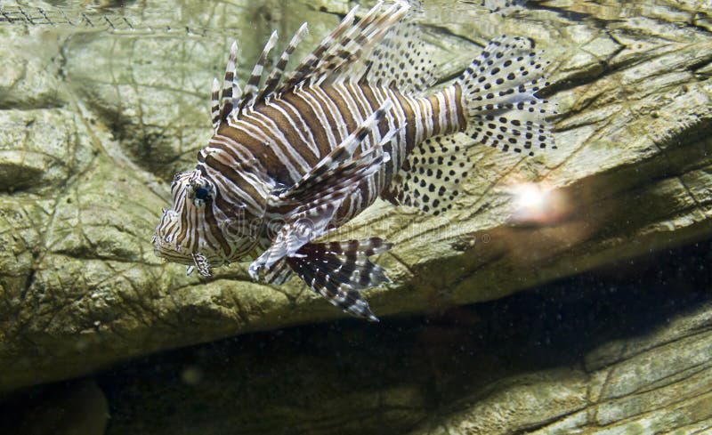 Fish-zebra stock photo. Image of marine, exotic, aquarium - 31943030