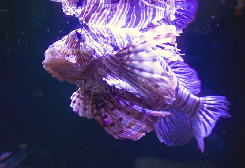 Fish Zebra lionfish stock image. Image of reefs, spearfishing - 73472535