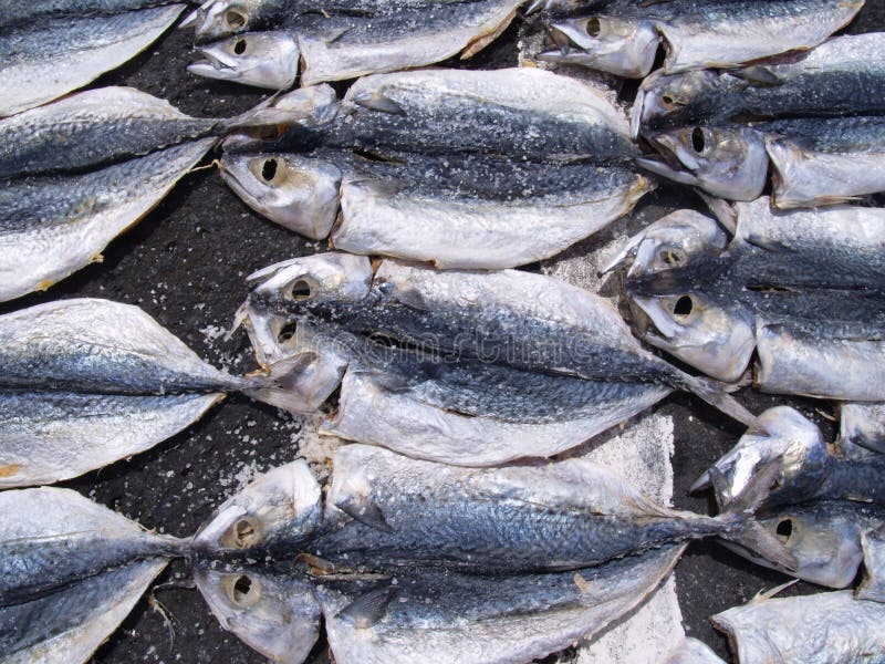 Fish1 stock photo. Image of tradition, swarm, sardines - 1329004