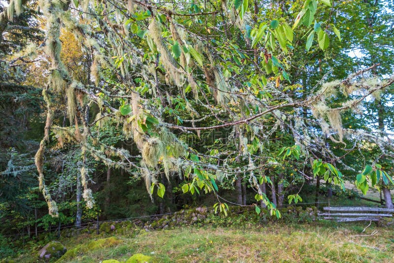 Beard Lichen Hanging from a Tree Branch Stock Image - Image of green ...
