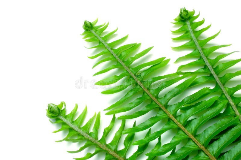 Fishbone Fern stock image. Image of stem, boston, corner - 1680157