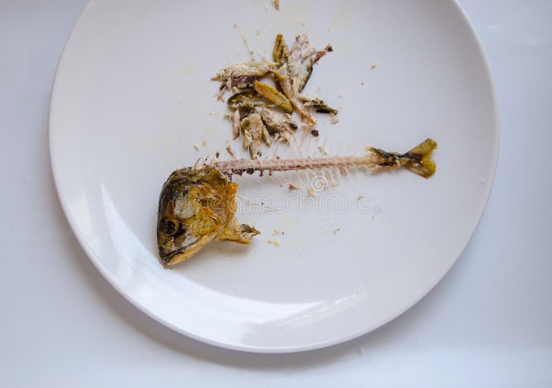 Fishbone stock image. Image of fish, bone, jaws, dinner - 40565809
