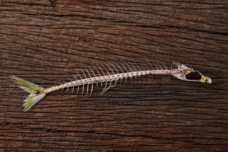 Fishbone wood texture stock photo. Image of background - 105532232