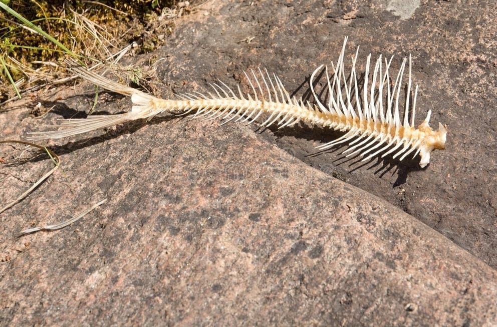 Fishbone stock photo. Image of outdoors, fish, fishbone - 50962640