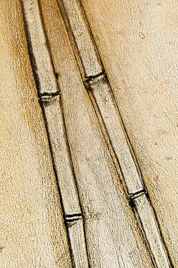 Fishbones Inside a Pectoral Fin of Perch Stock Photo - Image of fish ...