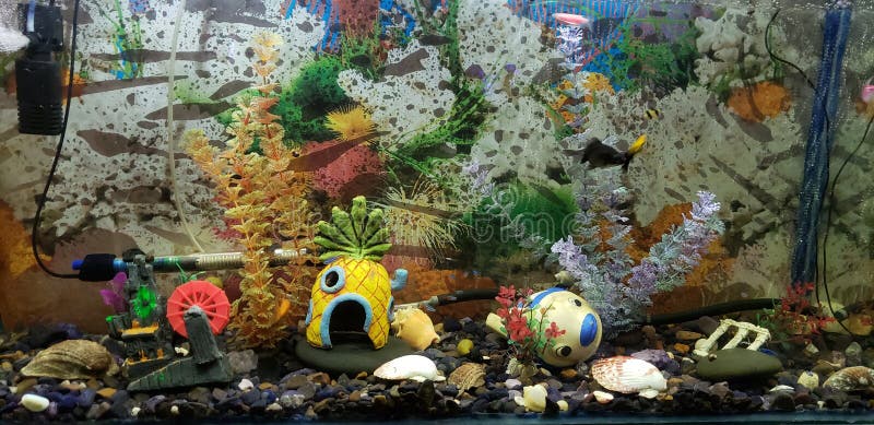 Fishbowl stock photo. Image of beautiful, green, coral - 136791910