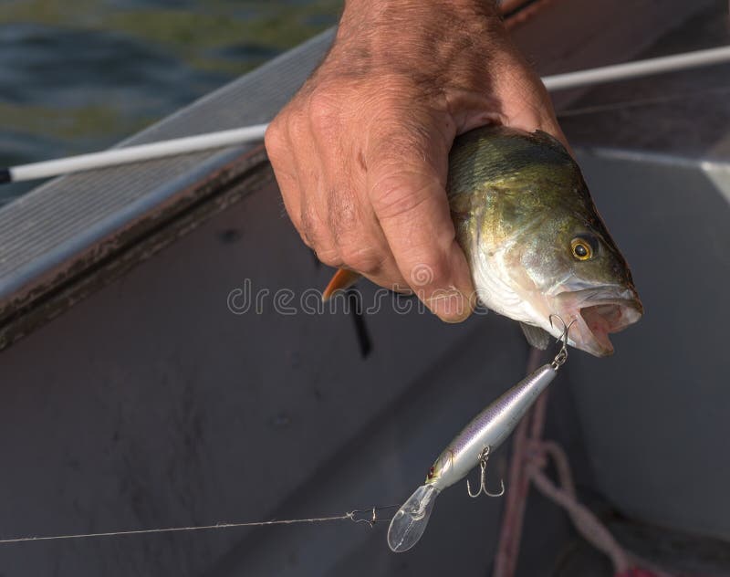 Fished Fish Perch in the Anglers Hand on the Shore Stock Image - Image ...