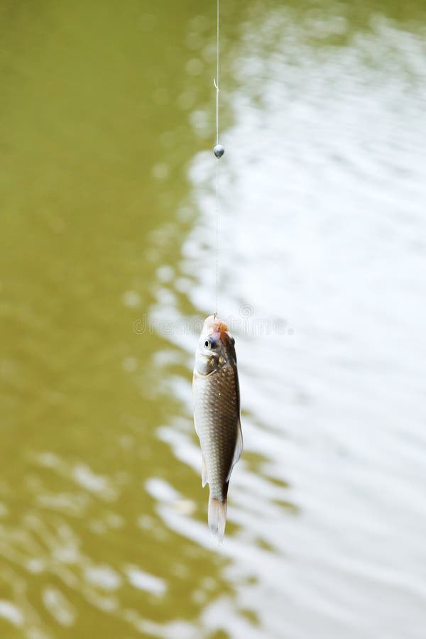 Fished Small Bream Hanging on Fishing Hook Stock Image - Image of ...