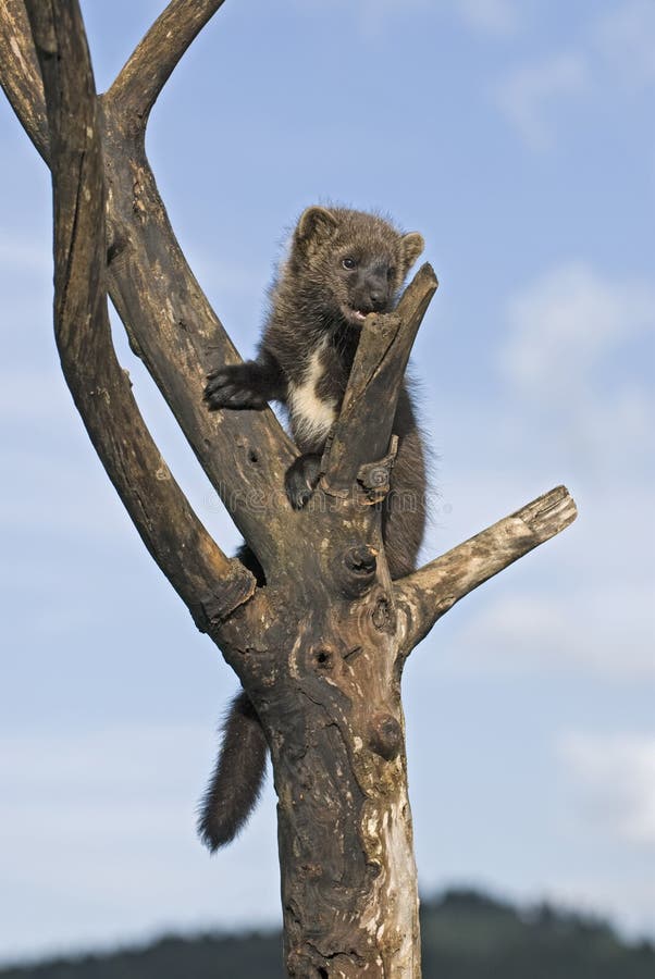 Fisher stock photo. Image of young, outdoors, tree, fisher - 6217118