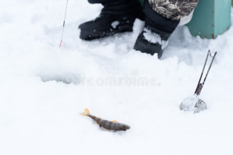 Fisher and fish stock photo. Image of overcast, fishing - 65245660