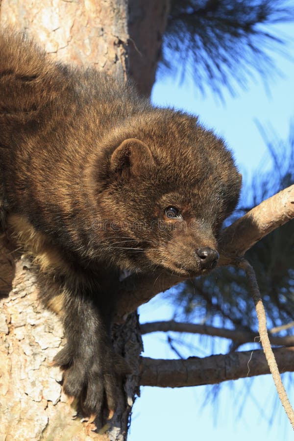 642 Fisher Cat Stock Photos - Free & Royalty-Free Stock Photos from ...