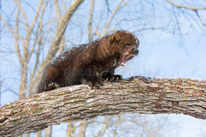 2,573 Claws Open Stock Photos - Free & Royalty-Free Stock Photos from ...