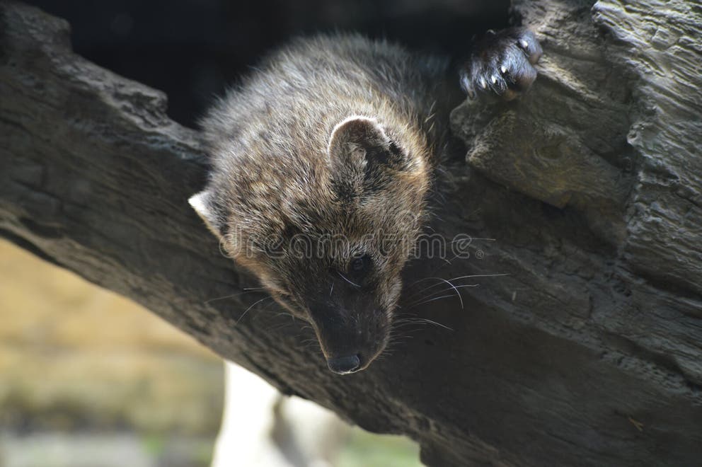 Fisher stock photo. Image of fisher, backdrop, summer - 96928772