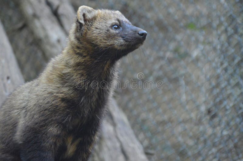Fisher in the outdoors stock photo. Image of autumn, color - 98954770