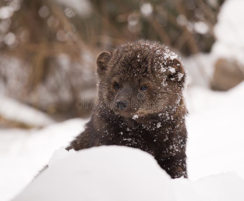 Fisher animal in snow stock photo. Image of mammal, snowy - 18441572