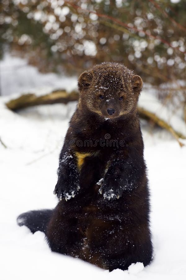 Fisher animal on snow stock image. Image of carnivore - 18441251