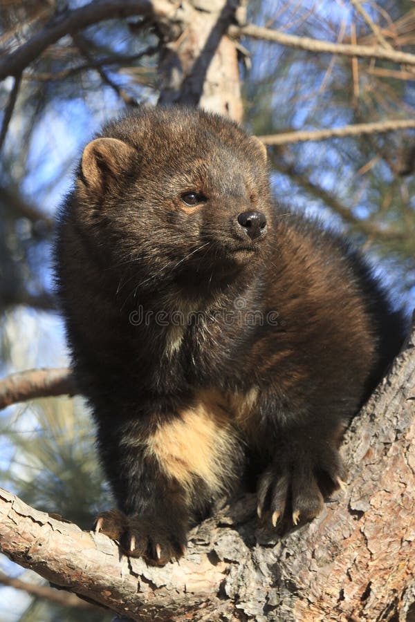 Fisher Standing in Tree Posing Stock Image - Image of mustelid ...