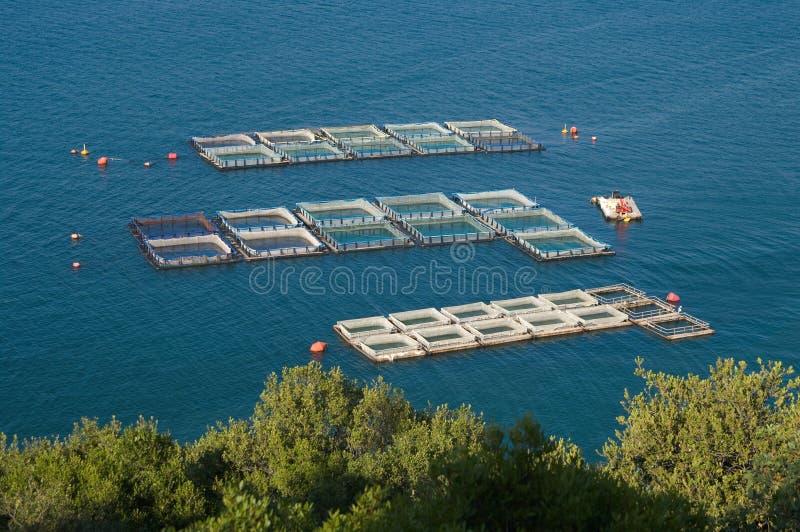 Fisheries stock photo. Image of epirus, cobalt, food - 17830334