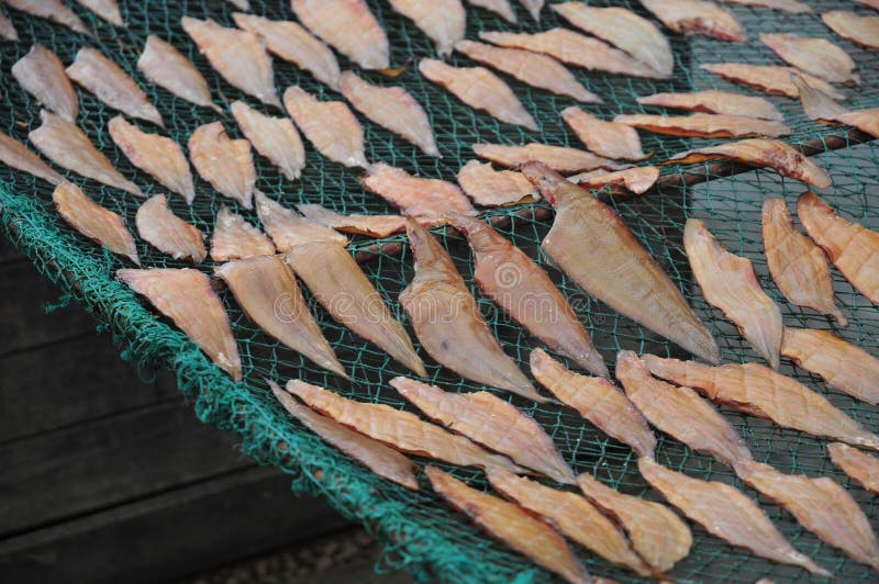 Shark Fin Drying in the Sun - Macau Stock Image - Image of macau ...