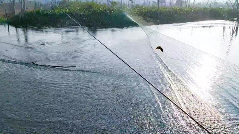 Fisherman Catches Fish in the Traditional Way Stock Video - Video of ...