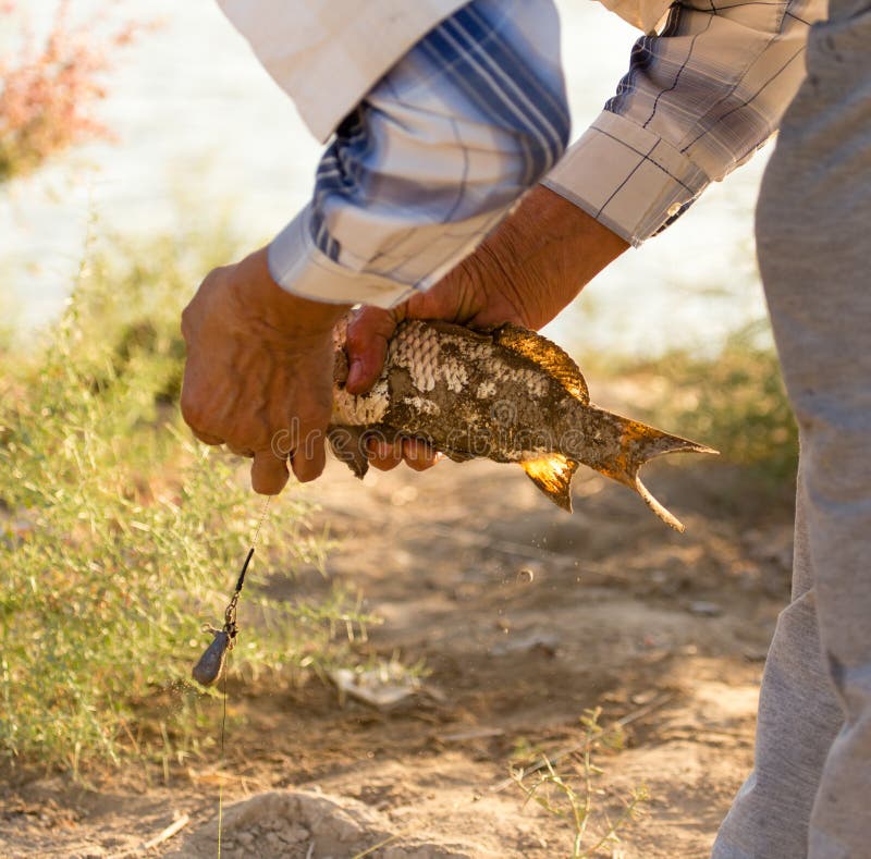 The Fisherman Caught the Fish on the Bait Stock Photo - Image of ...