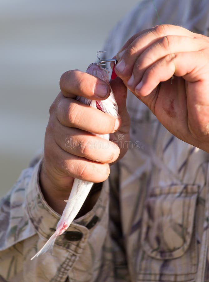 The Fisherman Caught the Fish on the Bait Stock Photo - Image of lure ...