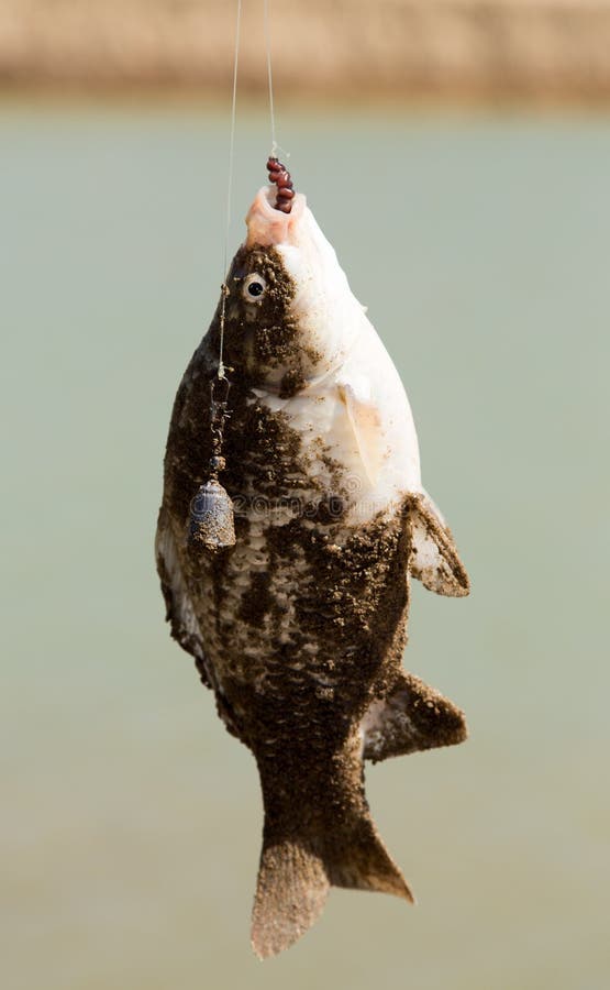 The Fisherman Caught the Fish on a Fishing Pole Stock Photo - Image of ...