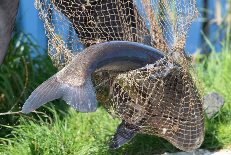 A Fisherman Caught a Fish and Pulled it To the River Bank Stock Image ...