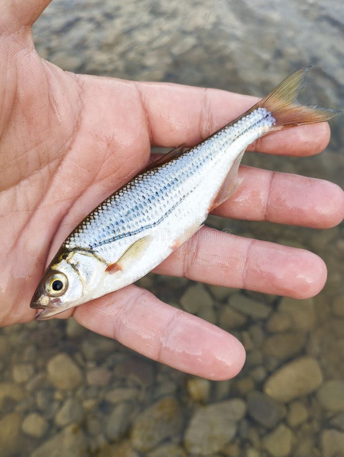 Fisherman Caught River Fish Holding in His Hand Stock Photo - Image of ...