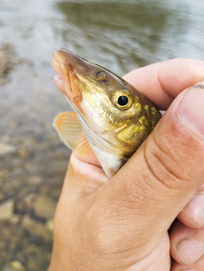 Fisherman Caught River Fish Holding in His Hand Stock Image - Image of ...