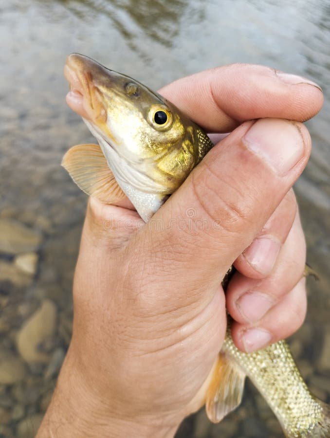 Fisherman Caught River Fish Holding in His Hand Stock Image - Image of ...
