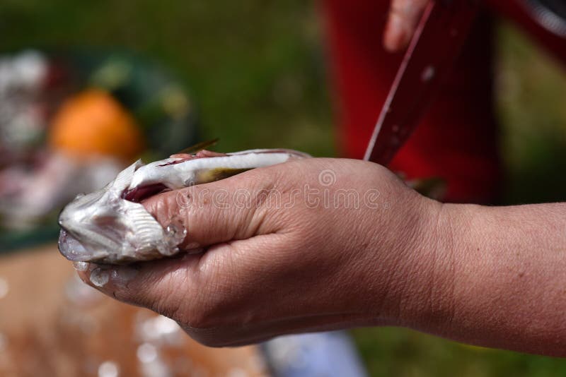 Fisherman Cleaning a Fish for Dinner Stock Photo - Image of flake ...