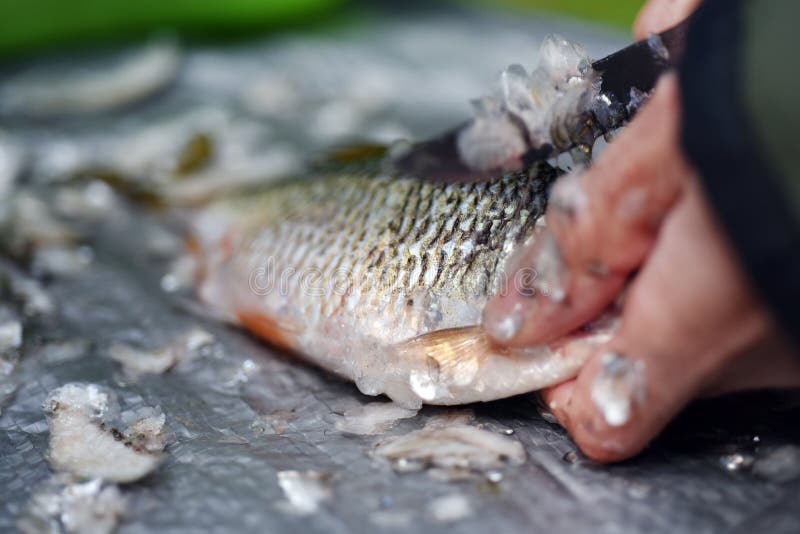 Fisherman cleaning a fish stock photo. Image of fish - 70943158