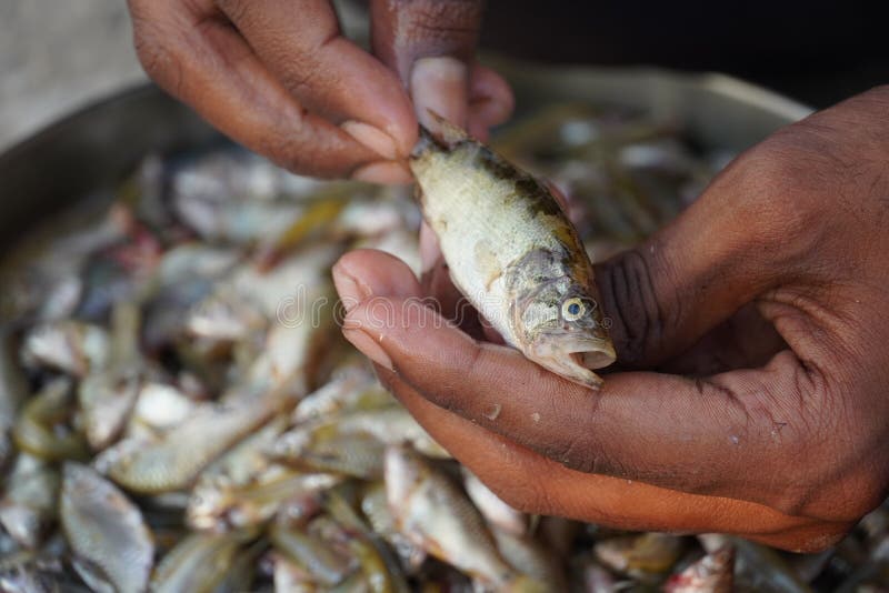 Fisherman Cleaning Fish by Hand Stock Photo - Image of herring, factory ...