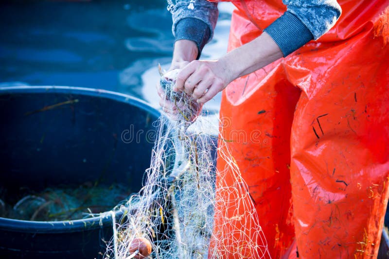 Fisherman while Cleaning the Fishnet from the Fish Stock Photo - Image ...
