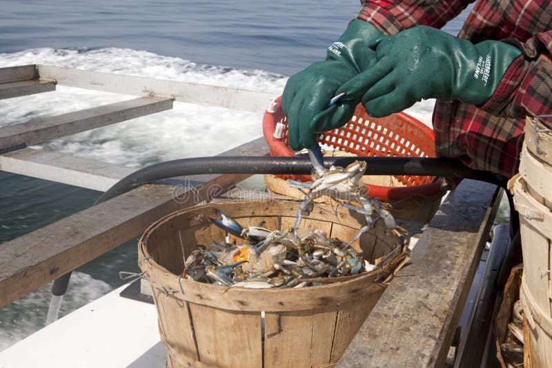 A fisherman with a crab editorial stock image. Image of pots - 42971259