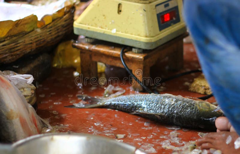 Fisherman Descaling Fish Stock Photos - Free & Royalty-Free Stock ...