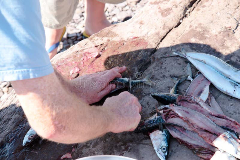Fisherman Fillets A Catch Of Fresh Mackerel Stock Image - Image of bowl ...