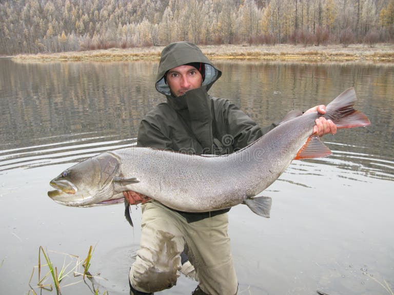 433 Taimen Fish Stock Photos - Free & Royalty-Free Stock Photos from ...