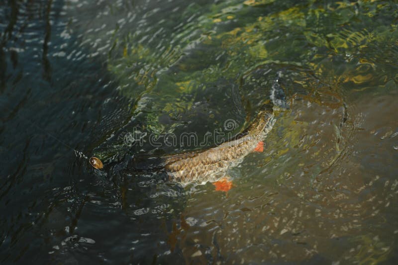 Fisherman, Fish on a Hook in the Water Stock Photo - Image of ...