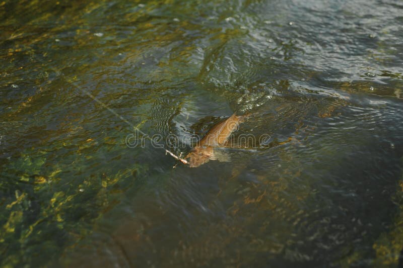 Fisherman, Fish on a Hook in the Water Stock Image - Image of fisherman ...