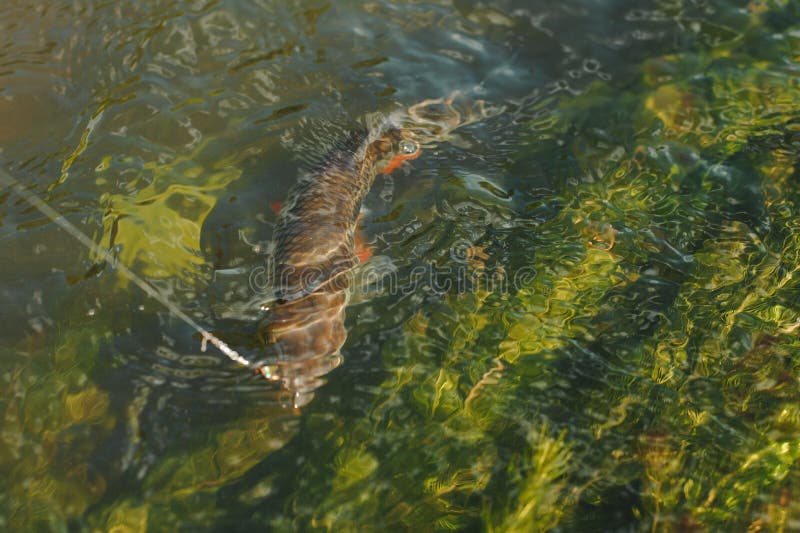Fisherman, Fish on a Hook in the Water Stock Photo - Image of person ...