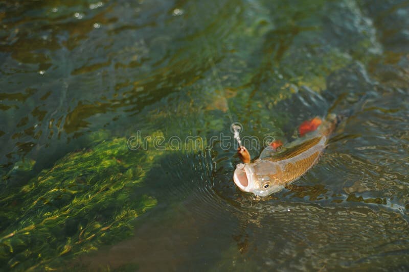 Fisherman, Fish on a Hook in the Water Stock Image - Image of fishing ...