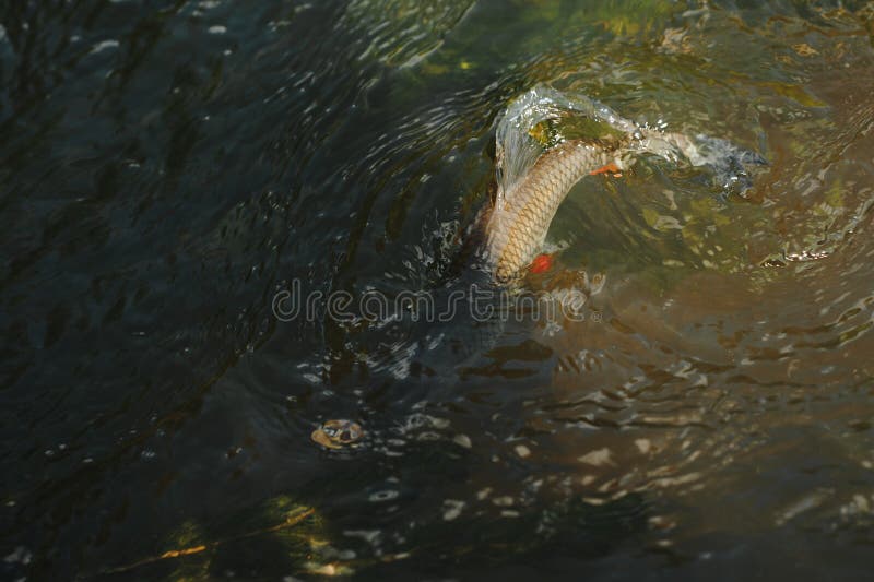 Fisherman, Fish on a Hook in the Water Stock Image - Image of active ...
