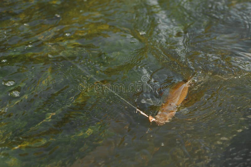 Fisherman, Fish on a Hook in the Water Stock Image - Image of shore ...