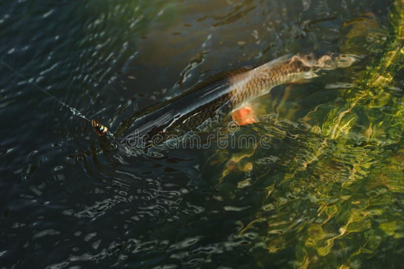 Fisherman, Fish on a Hook in the Water Stock Photo - Image of water ...