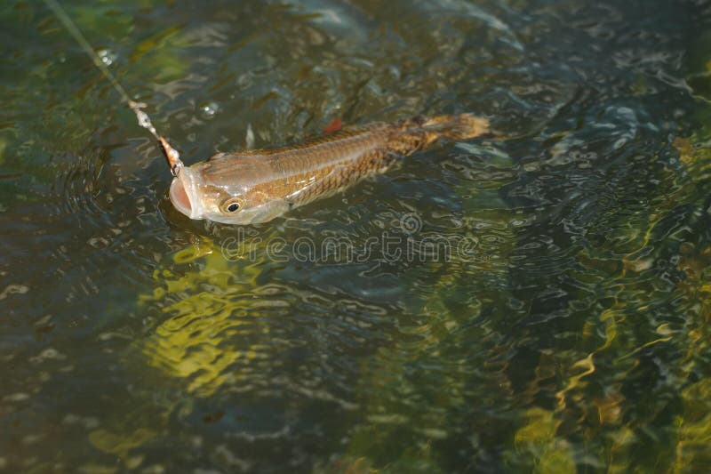 Fisherman, Fish on a Hook in the Water Stock Photo - Image of river ...